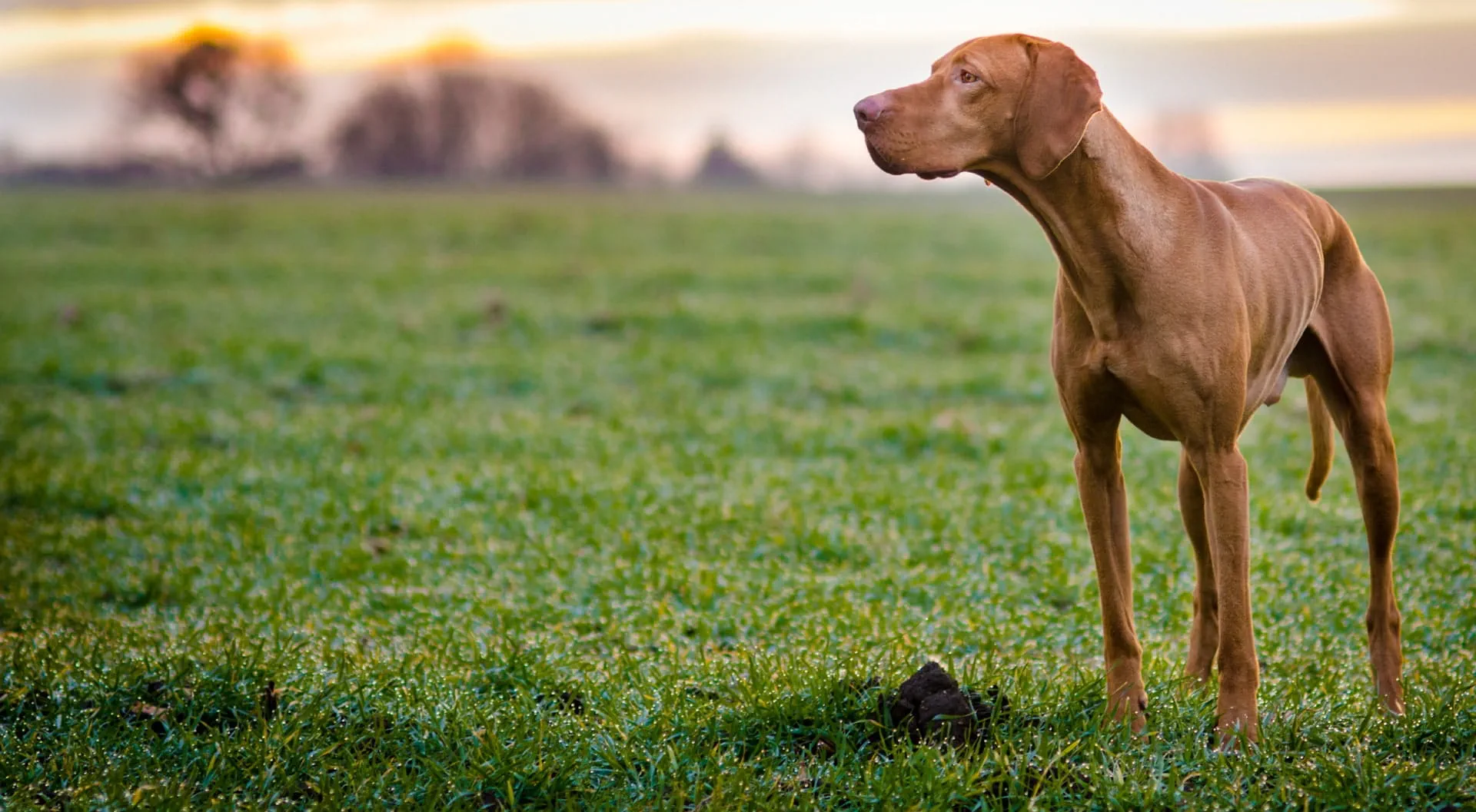 Working dog insurance | petGuard