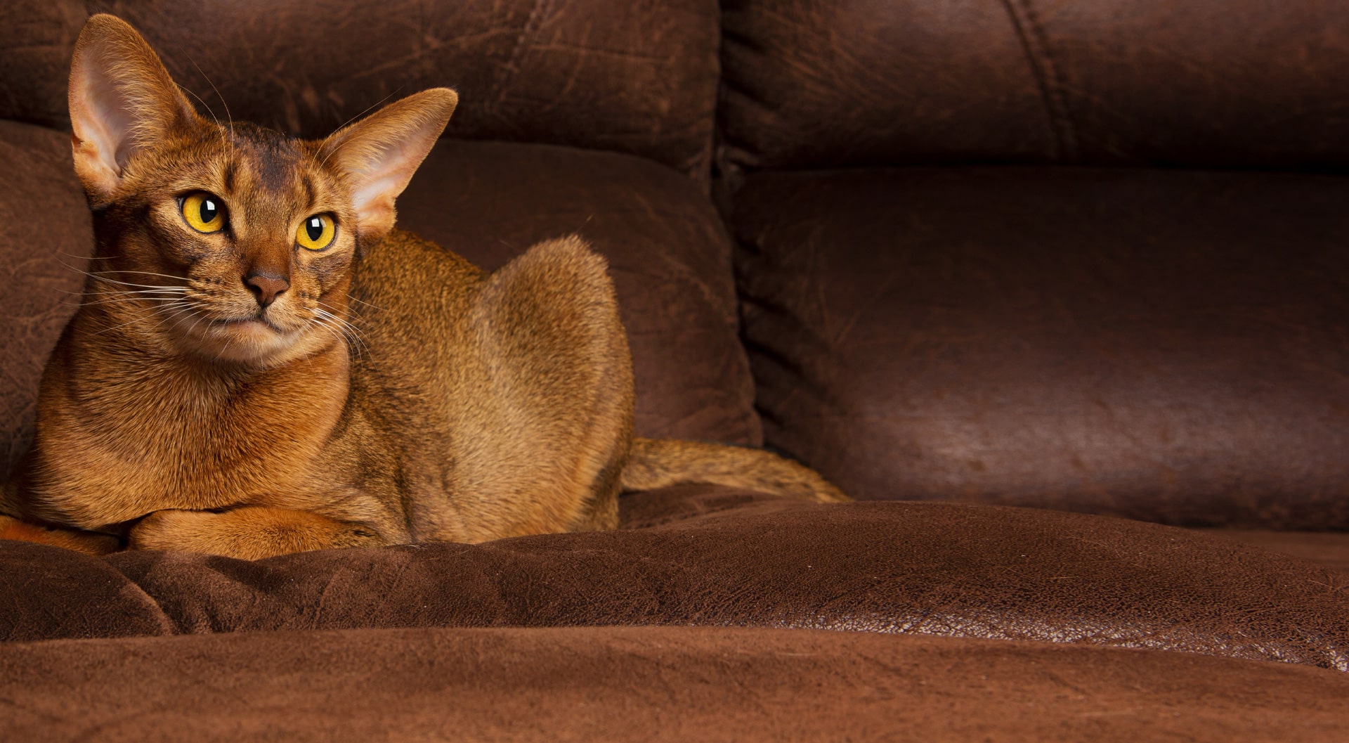 Abyssinian insurance | petGuard