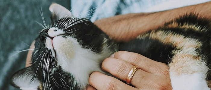 How can you tell if your cat loves you? | petGuard