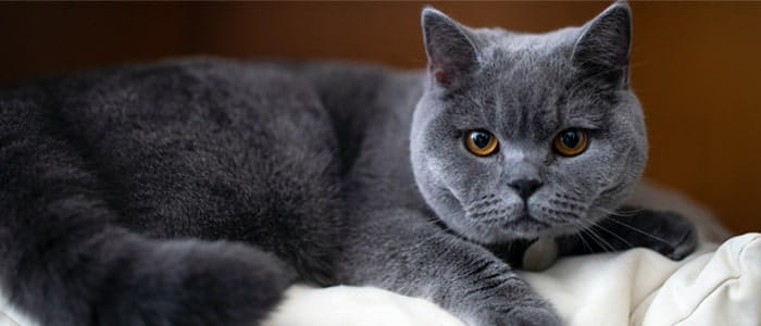 How can you keep your cat calm in a storm? | petGuard