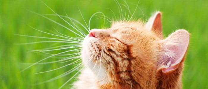 How hot is too hot for indoor cats? | Keep your cat cool