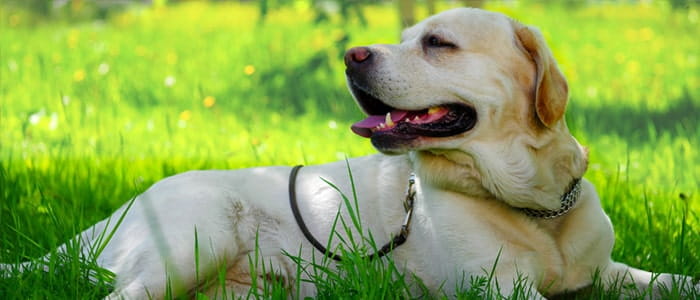 How To Cool Down A Labrador
