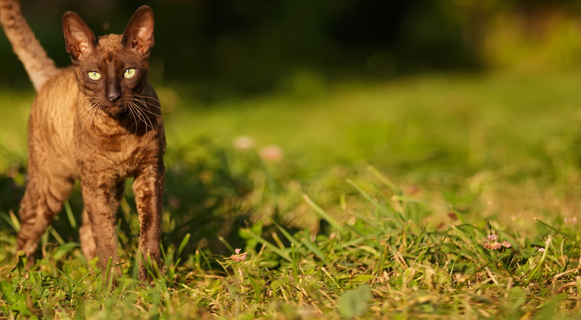 Cornish Rex insurance | petGuard