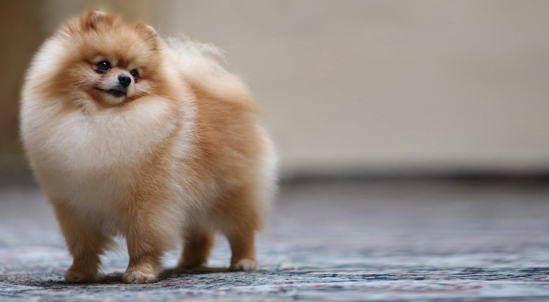 Are Pomeranians Good Guard Dogs