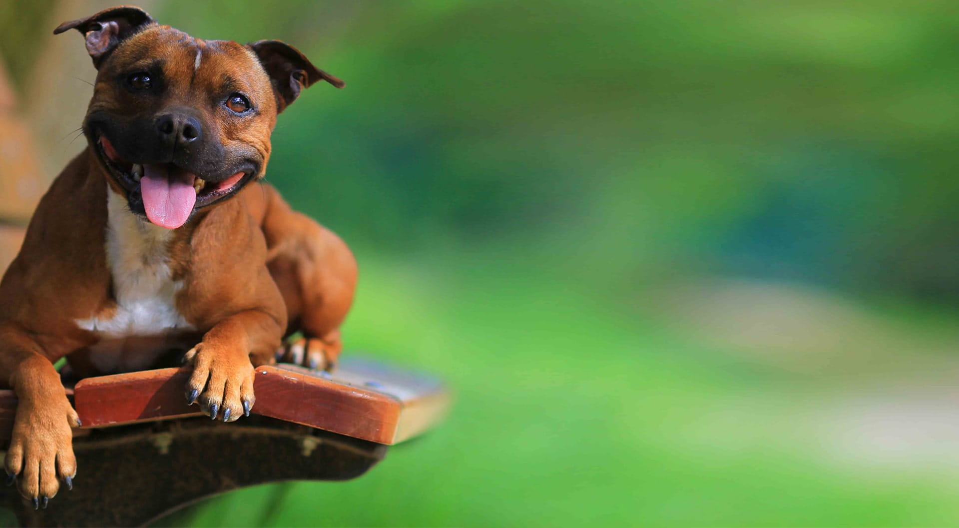 Staffordshire Bull Terrier insurance | petGuard