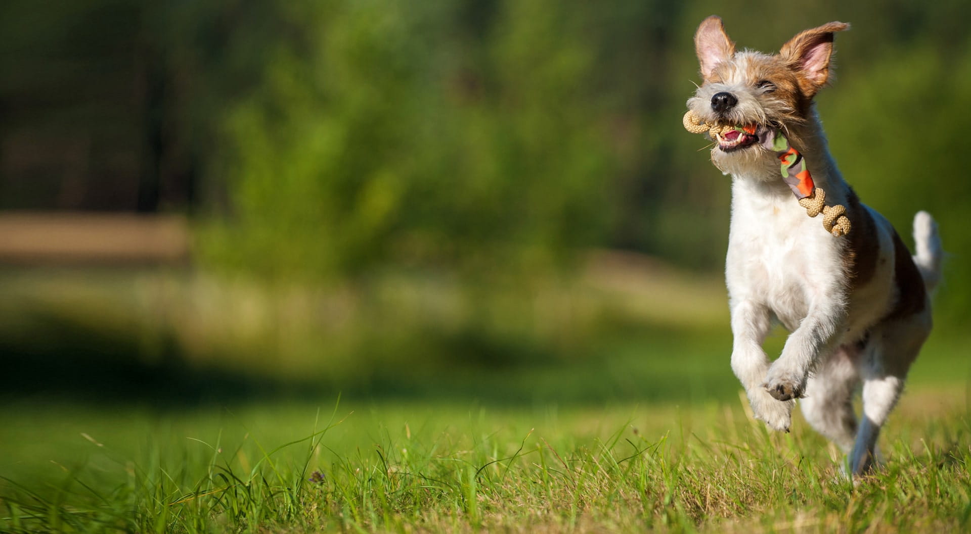 Dog liability insurance | petGuard