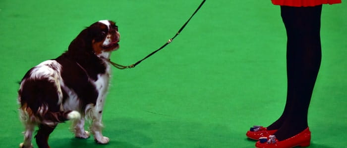 A brief history of Crufts | Everything you need to know about Crufts ...