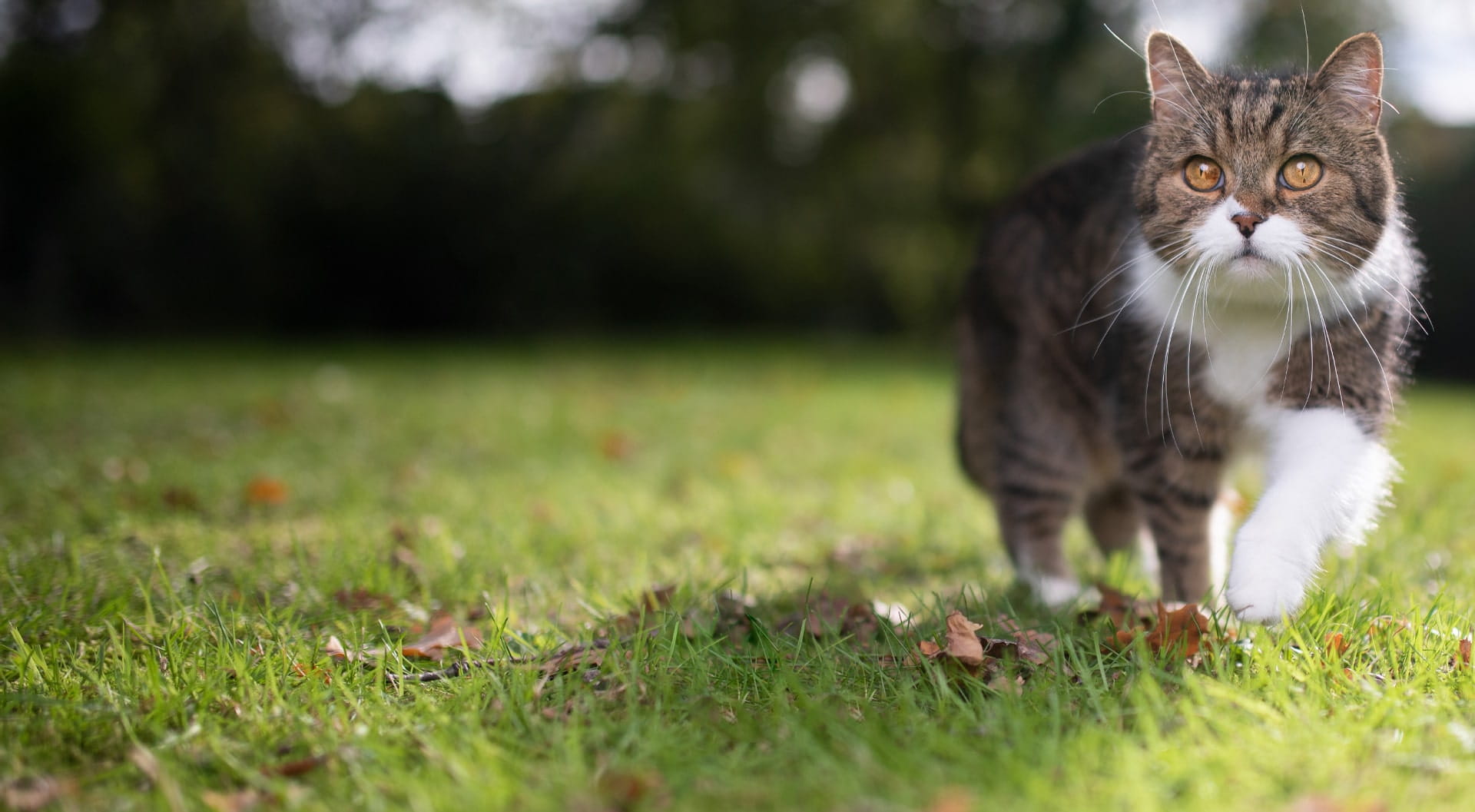 Make a claim | petGuard