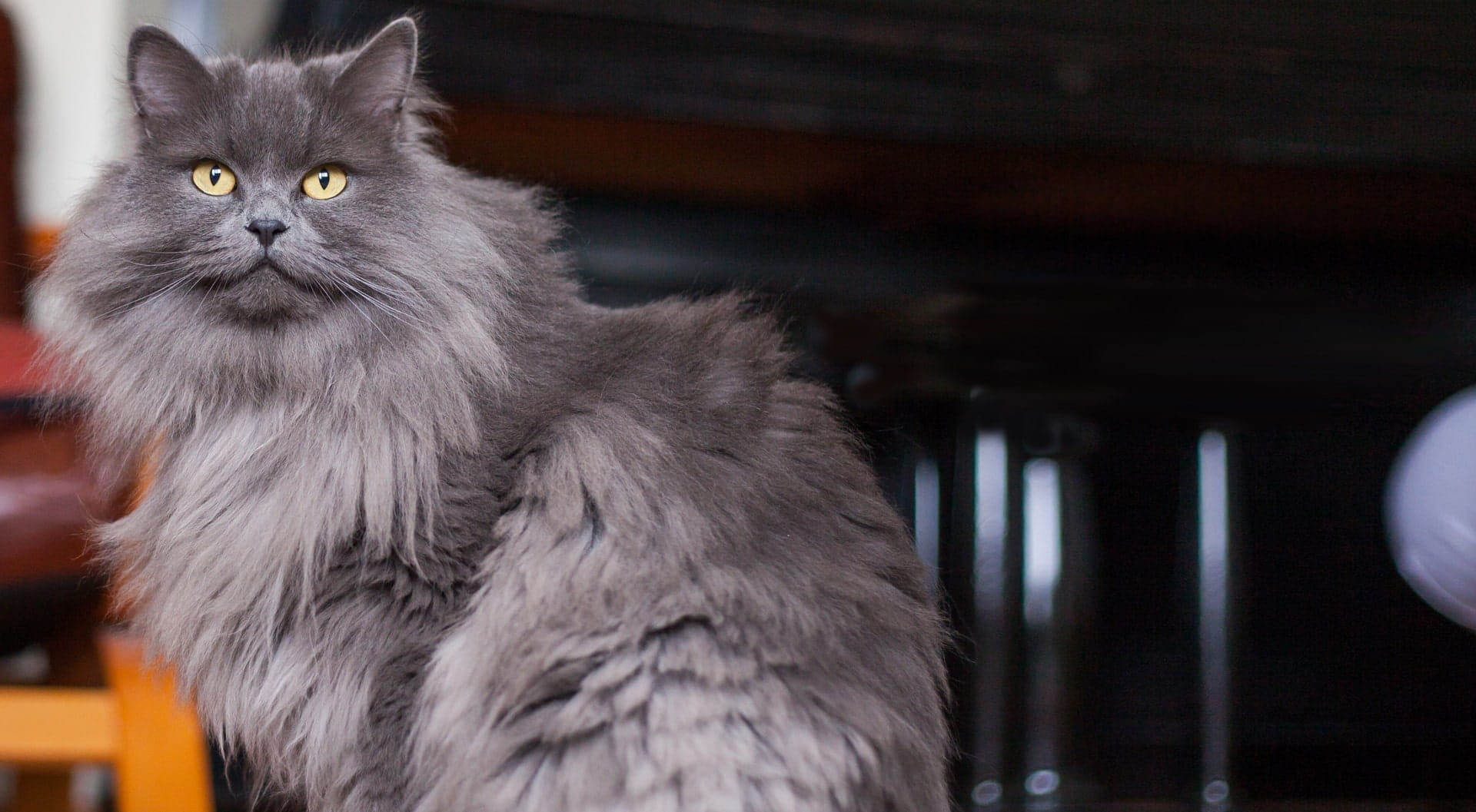 Siberian cat insurance | petGuard