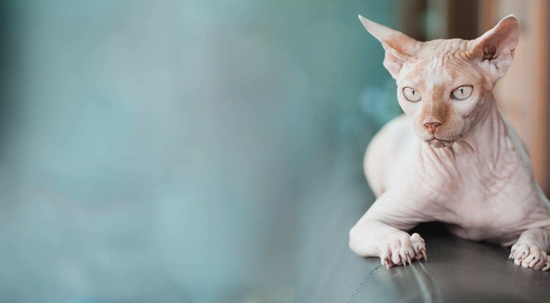 Sphynx insurance | petGuard