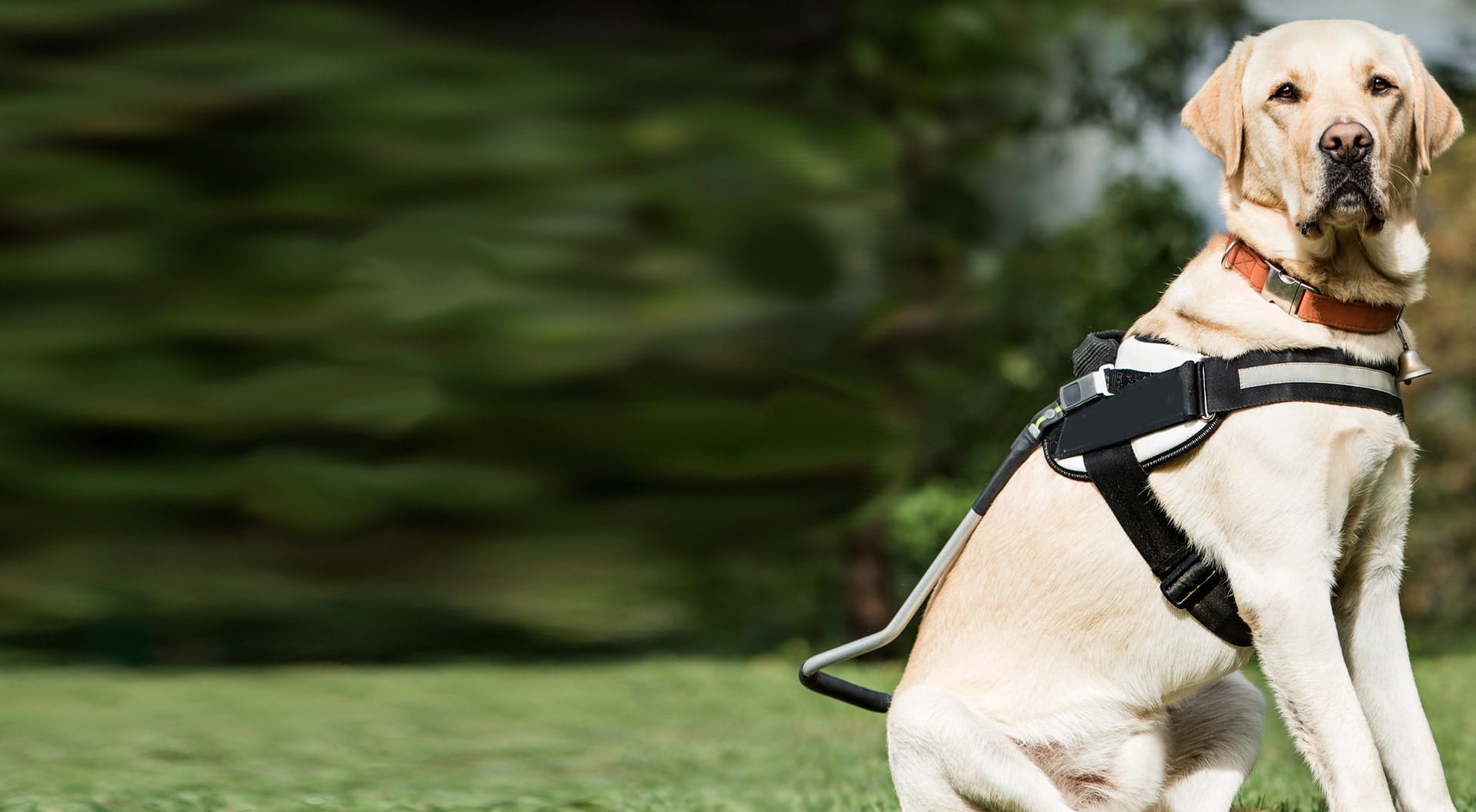 Support dog insurance | petGuard