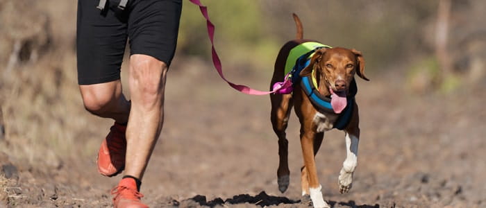 Canicross for beginners | Everything you need to know | petGuard